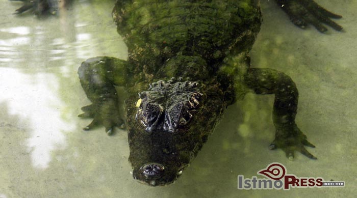 Obstruyen conservación de fauna silvestre en el istmo – Noticias del ...